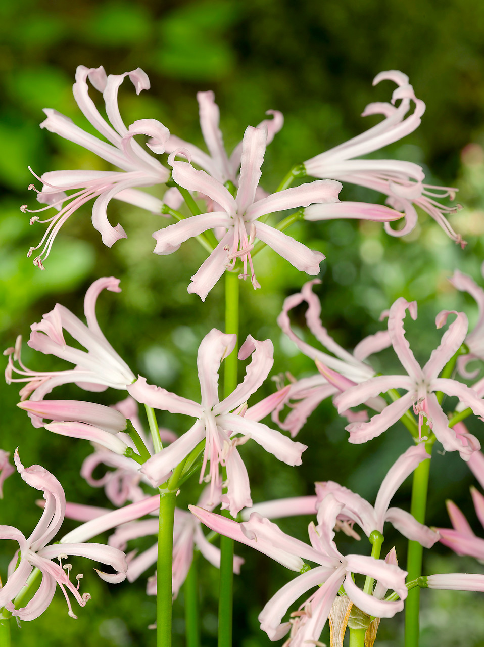Nerine - Flowerbulbs