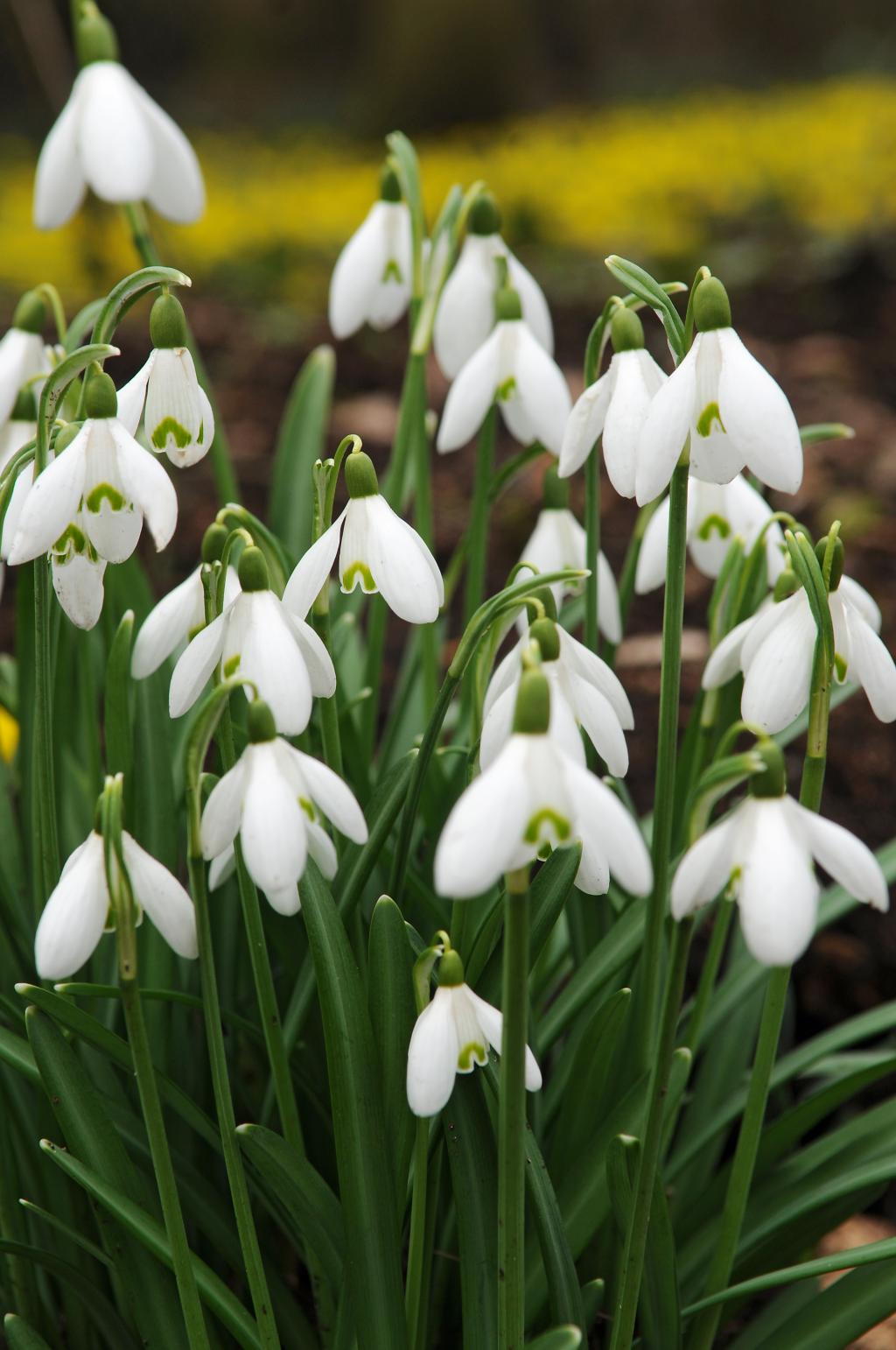 Galanthus - Flowerbulbs