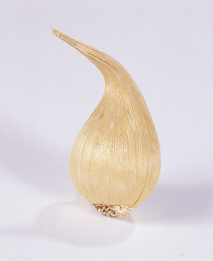 Qué es un bulbo? - Bulbosdeflor.com