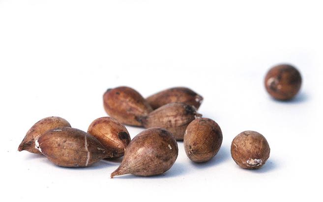 Qué es un bulbo? - Bulbosdeflor.com