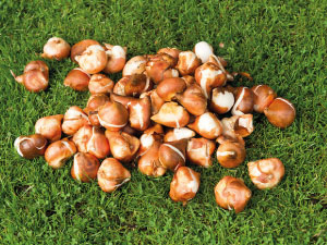 Información - Flowerbulbs