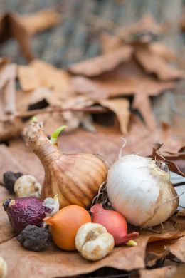 Recetas - Flowerbulbs