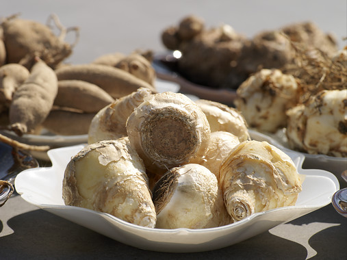 ¿Qué es una bombilla? - Flowerbulbs